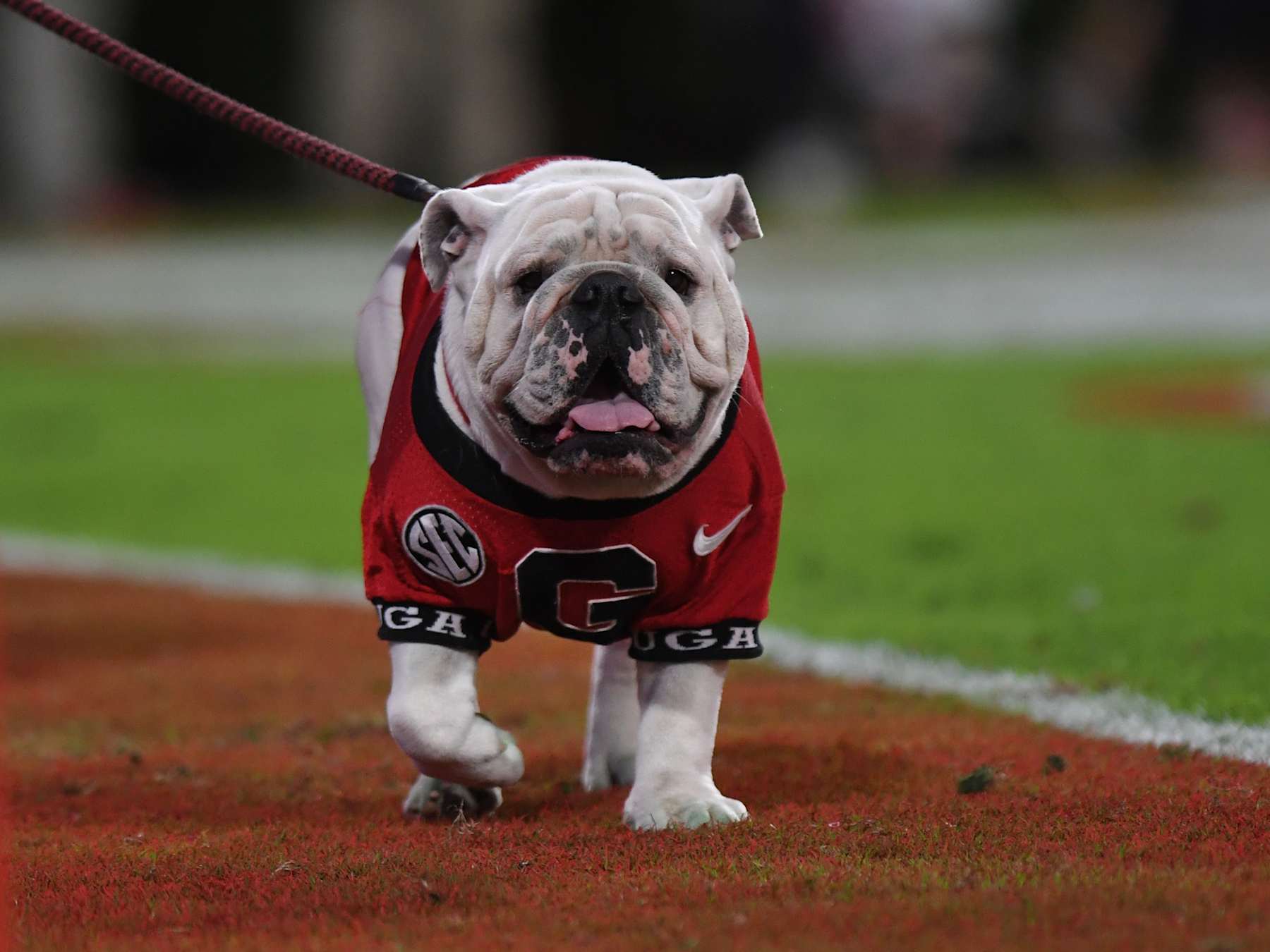 Georgia's Iconic Dog Mascot Uga XI Won't Attend Rivalry Game vs. Texas, Mascot Bevo