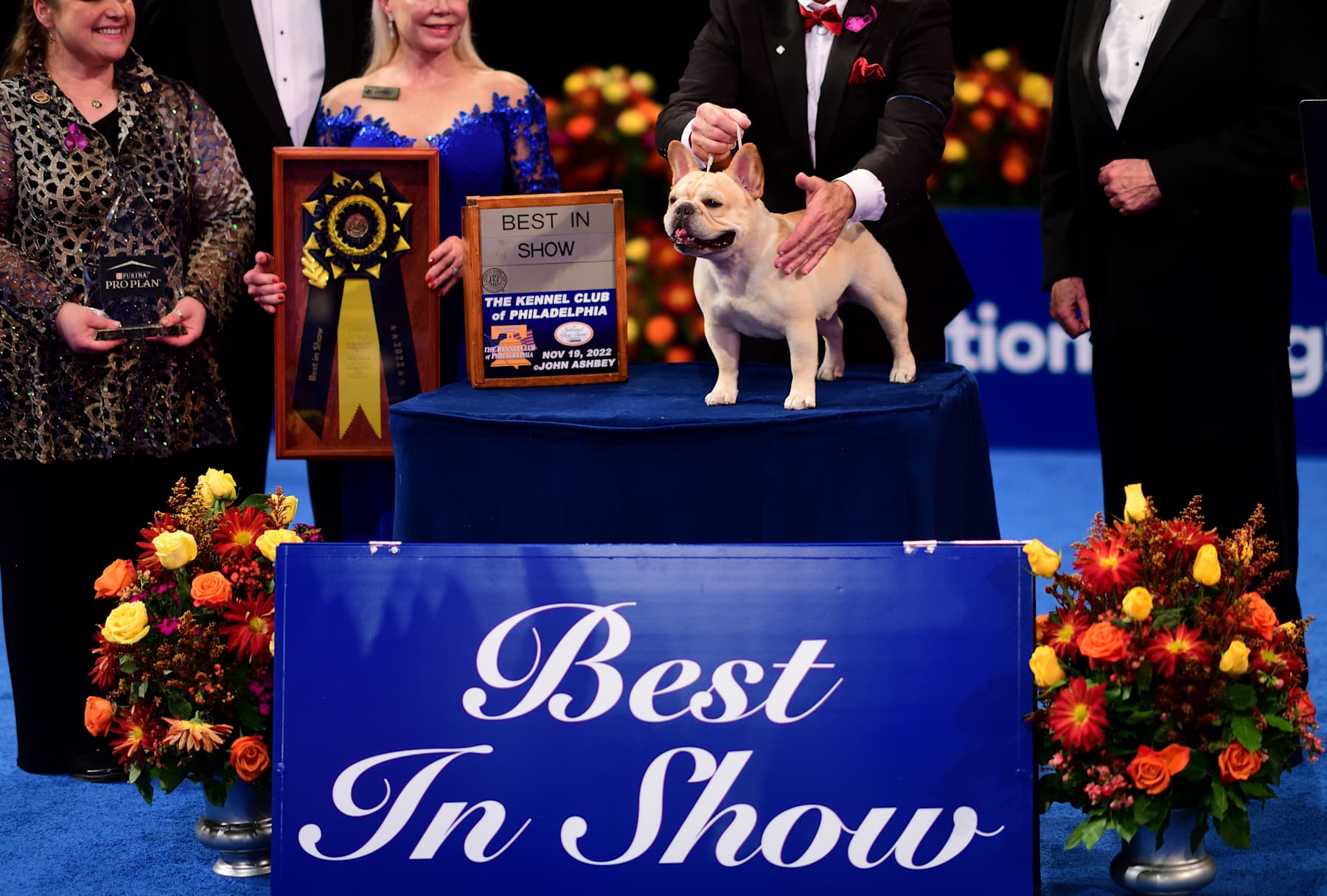 National Dog Show 2024 Results: Best in Show and List of Winners