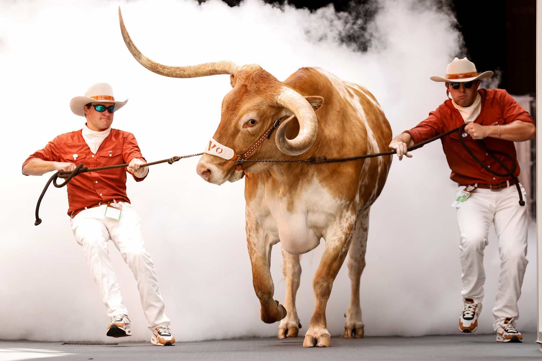 Texas Mascot Bevo to Be at CFP Semifinal vs. Ohio State After Peach ...